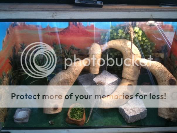 Finally my triple 3ft x 1.5ft viv is complete. | Reptile Forums