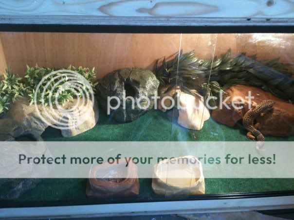 Finally my triple 3ft x 1.5ft viv is complete. | Reptile Forums