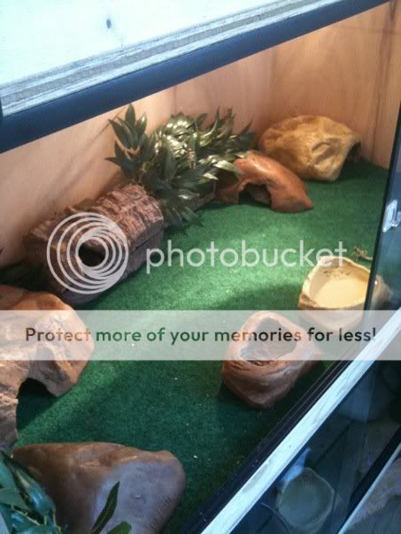 Finally my triple 3ft x 1.5ft viv is complete. | Reptile Forums