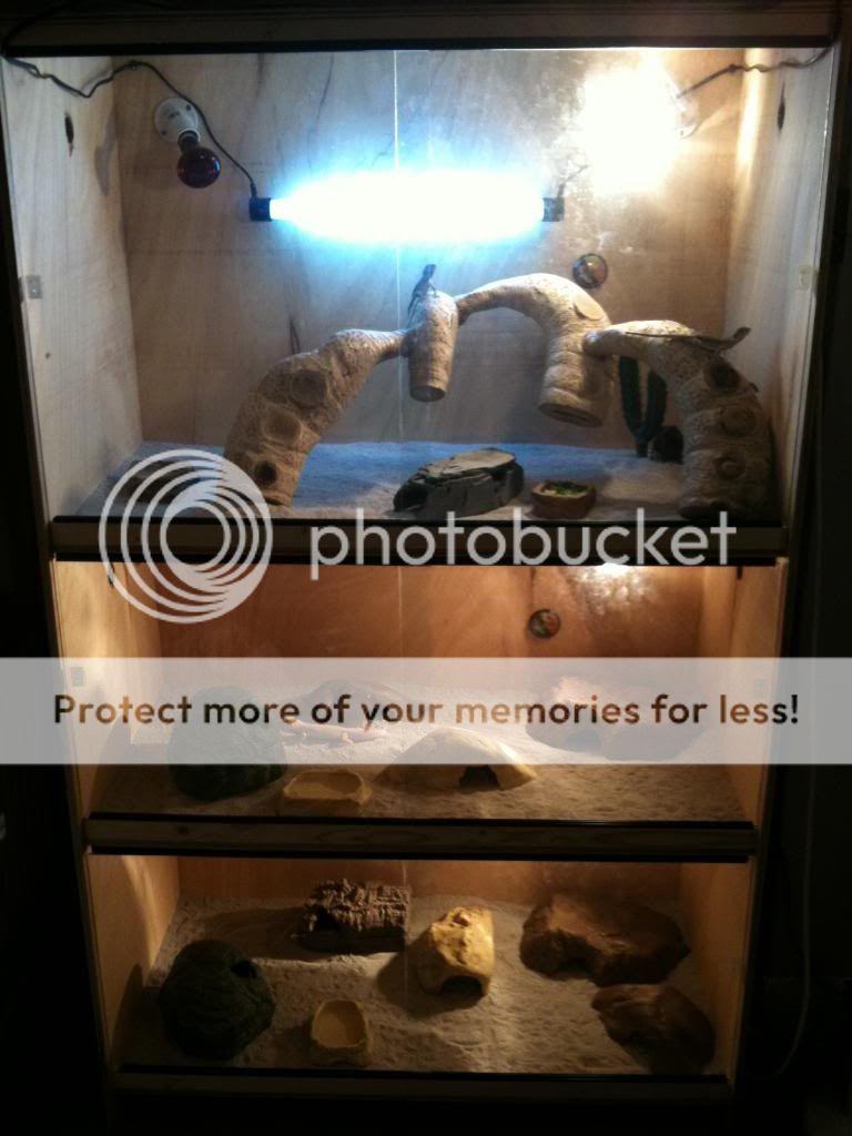 Finally my triple 3ft x 1.5ft viv is complete. | Reptile Forums